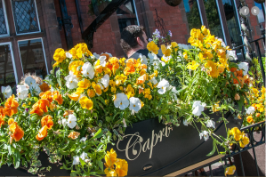 Capri Grand Cafe and Champagne Bar - Lytham - Sugarvine, The Nation's ...